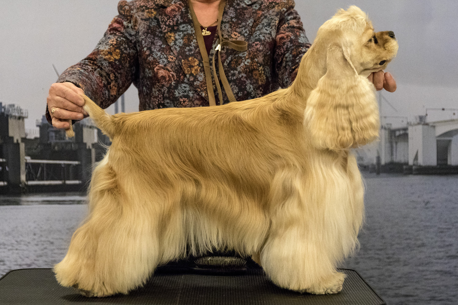 Amerikaanse Cocker Spaniel, Amerikaanse Cocker Spaniels, American ...