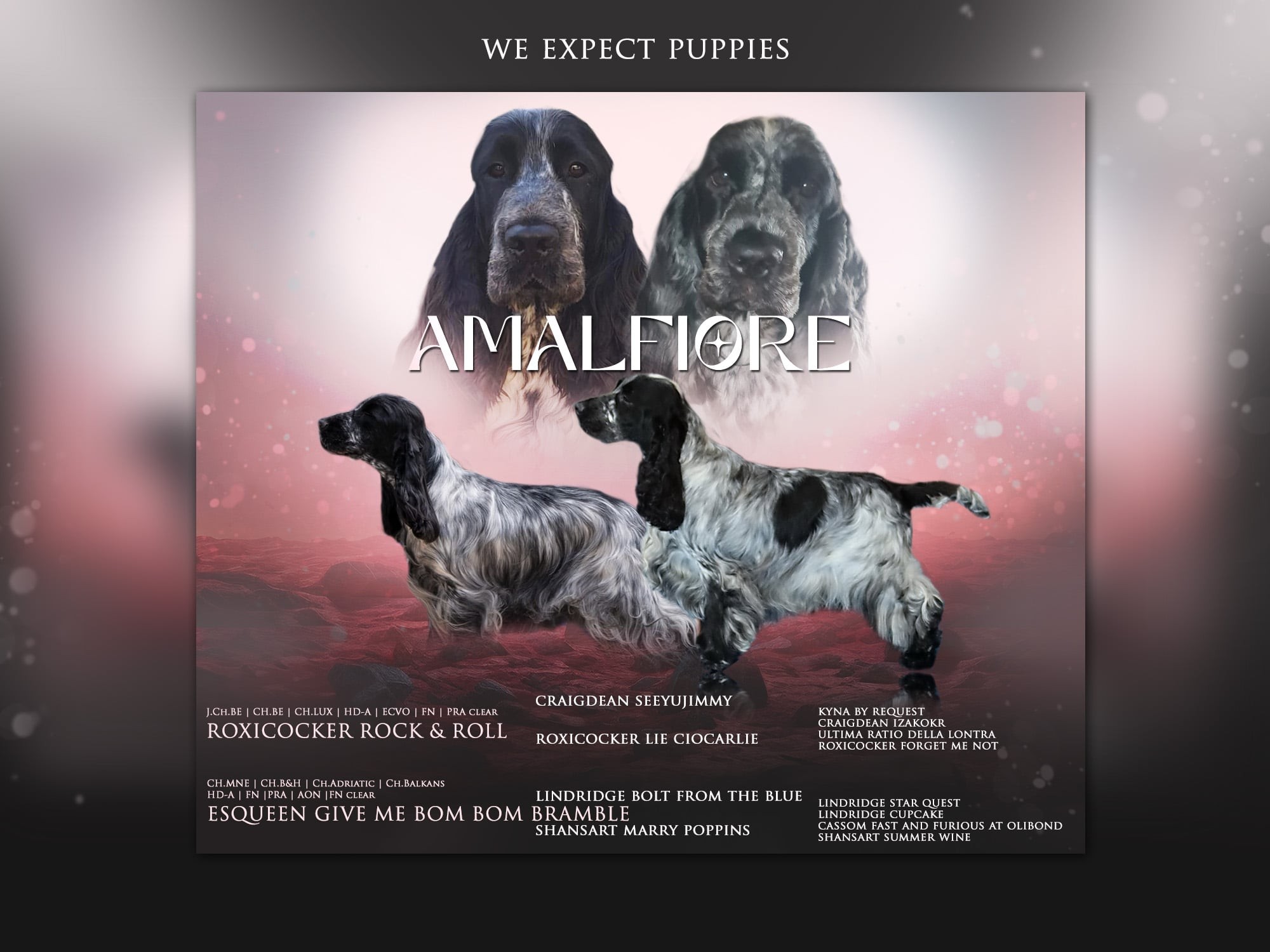 Engelse Cocker Spaniel, Engelse Cocker Spaniels, Engelse Cocker ...