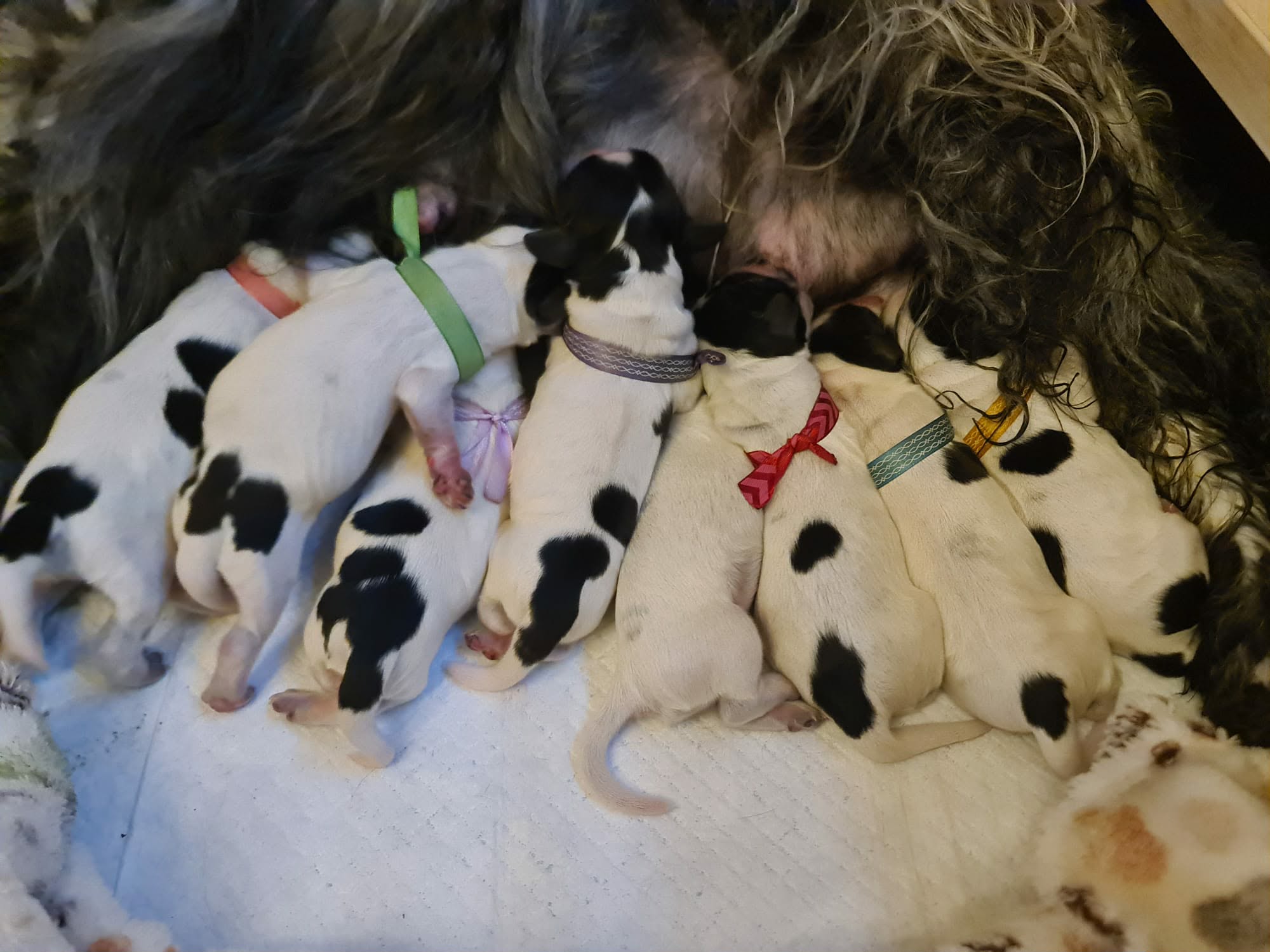 Engelse Cocker Spaniel, Engelse Cocker Spaniels, Engelse Cocker ...