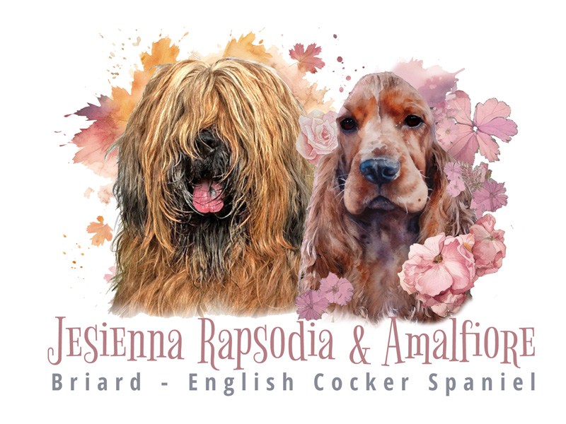 Engelse Cocker Spaniel, Engelse Cocker Spaniels, Engelse Cocker ...