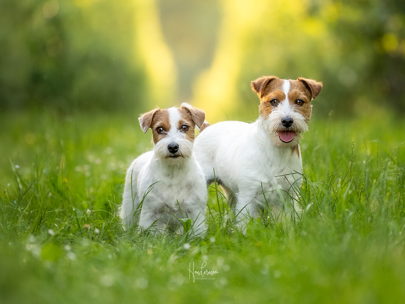 Jack Russell Terrier, Jack Russell Terriers, Jack Russell, Jack Russels ...