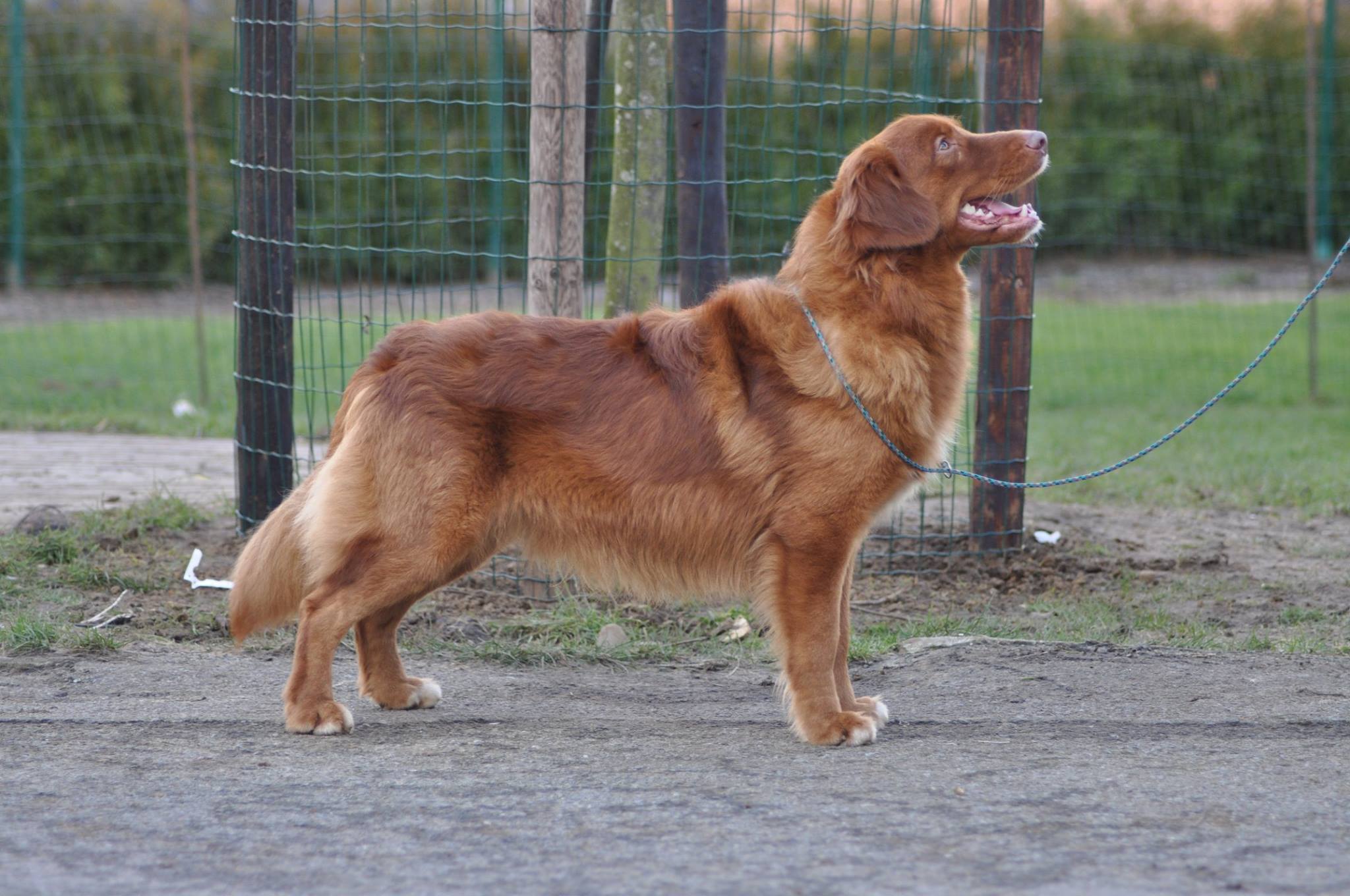 Nova Scotia Duck Tolling Retriever, Nova Scotia Duck Tolling Retrievers ...
