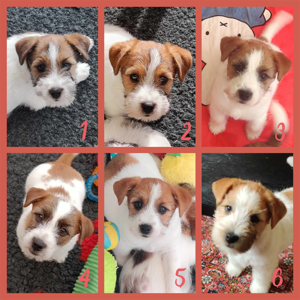 Of Red Diamond Jacks, Jack Russell Terrier, puppy, puppy's, pup, pups ...